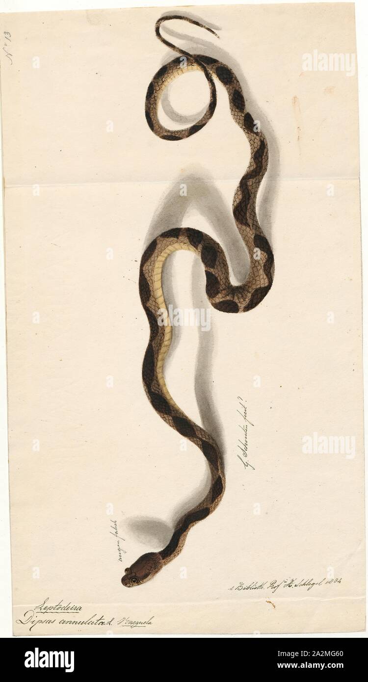 Dipsas annulata, Print, Dipsas is a genus of nonvenomous New World ...