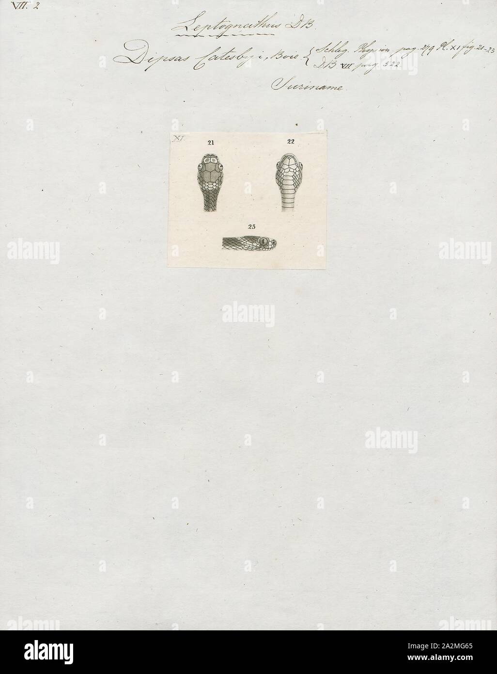 Dipsas catesbyi, Print, Catesby's snail-eater (Dipsas catesbyi), also ...