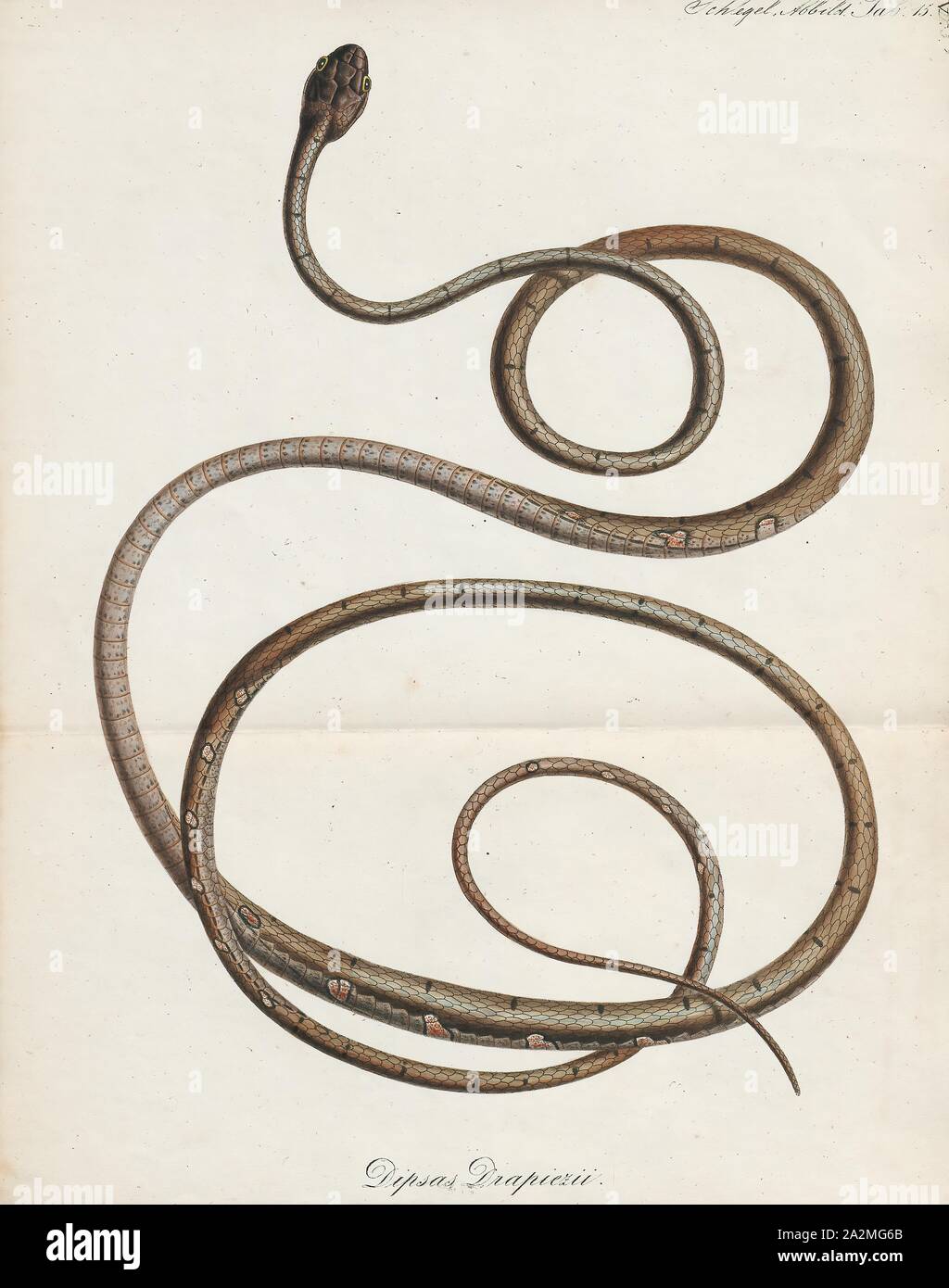 Dipsas drapiezii hi-res stock photography and images - Alamy