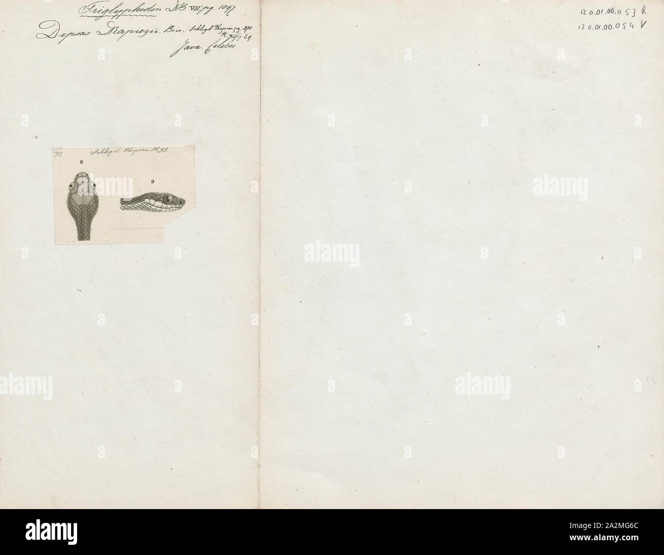 Dipsas drapiezii hi-res stock photography and images - Alamy