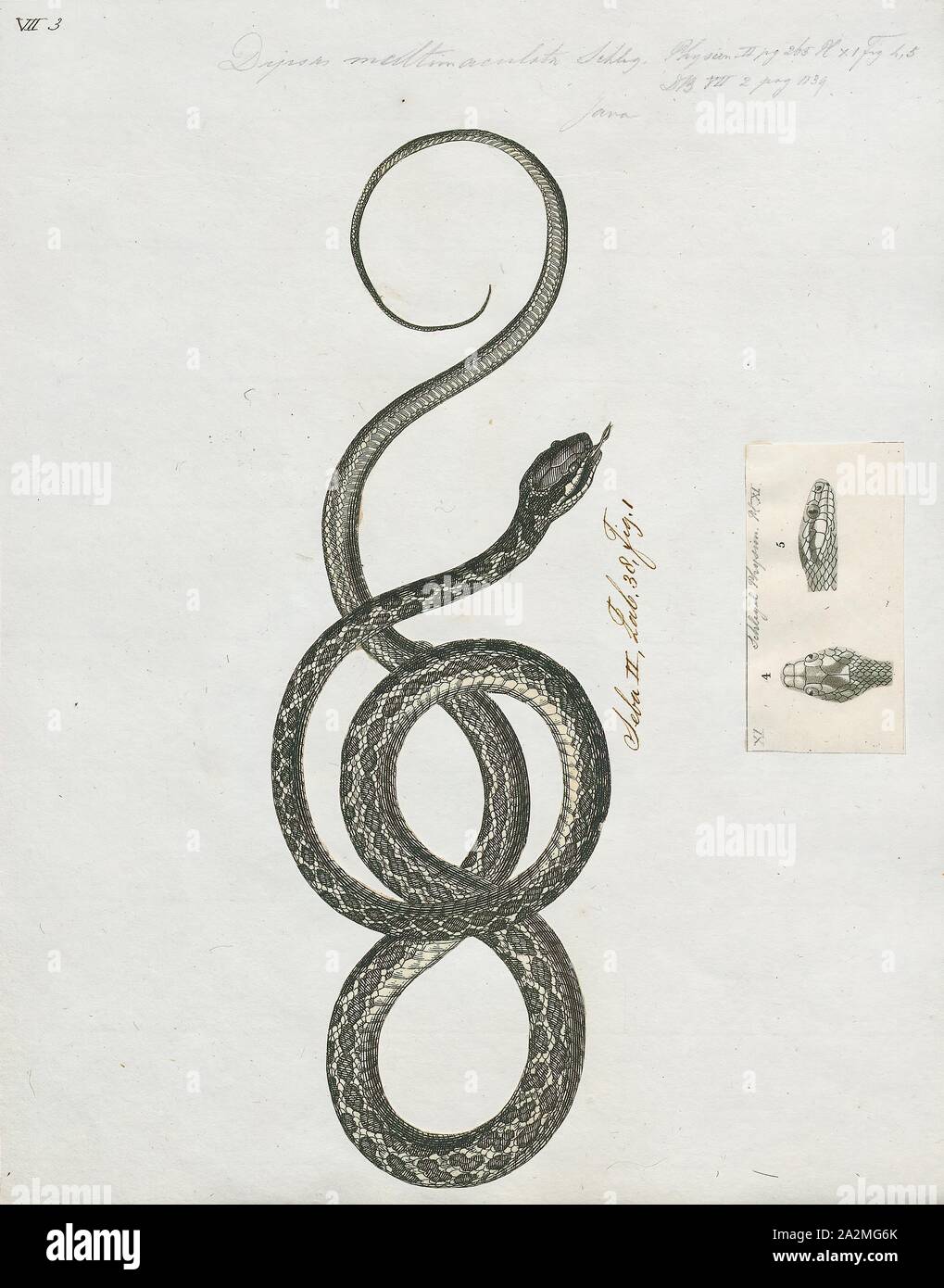 Dipsas multimaculata, Print, Dipsas is a genus of nonvenomous New World ...