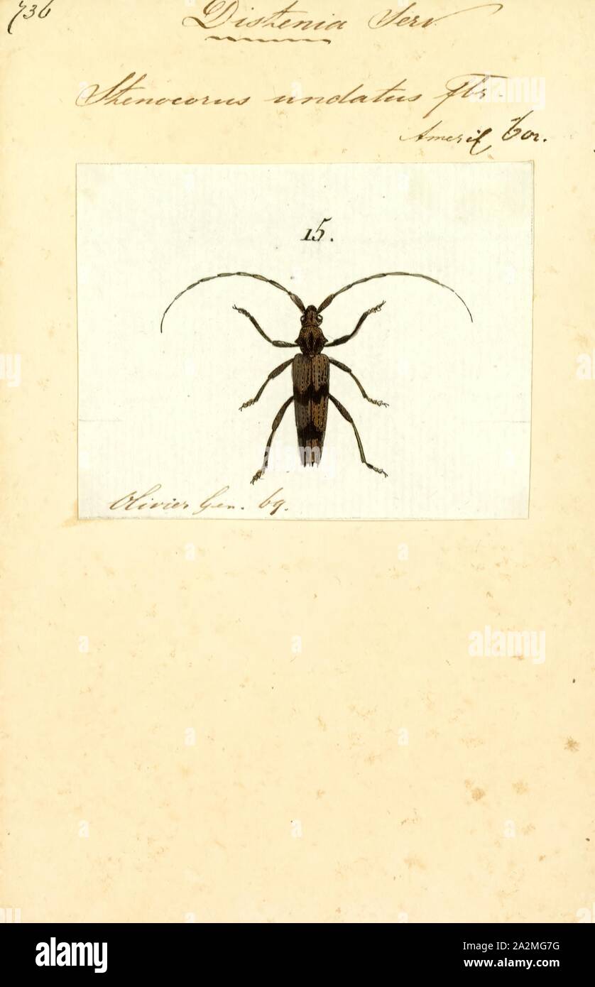 Disteniid beetle hi-res stock photography and images - Alamy