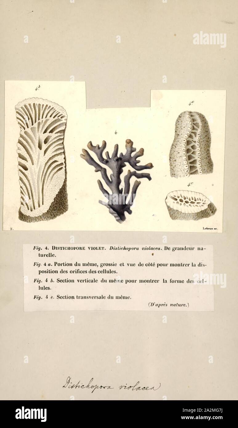 Distichopora violacea, Print Stock Photo - Alamy