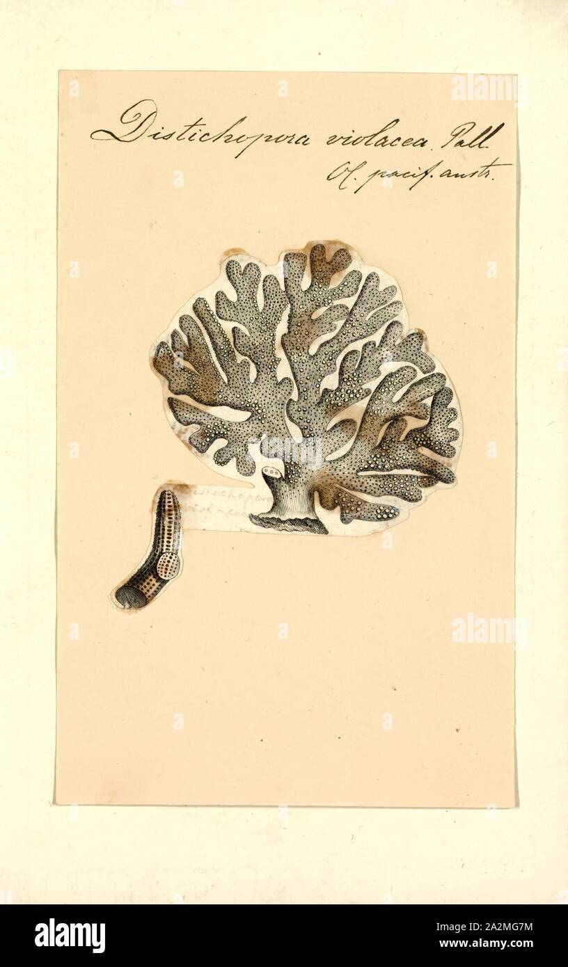 Distichopora violacea, Print Stock Photo - Alamy