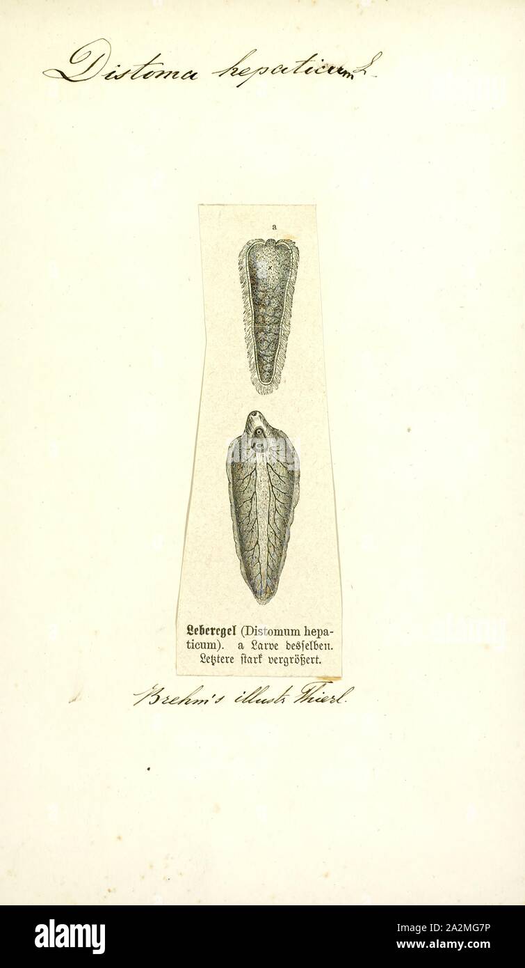 Distoma hepaticum, Print Stock Photo - Alamy