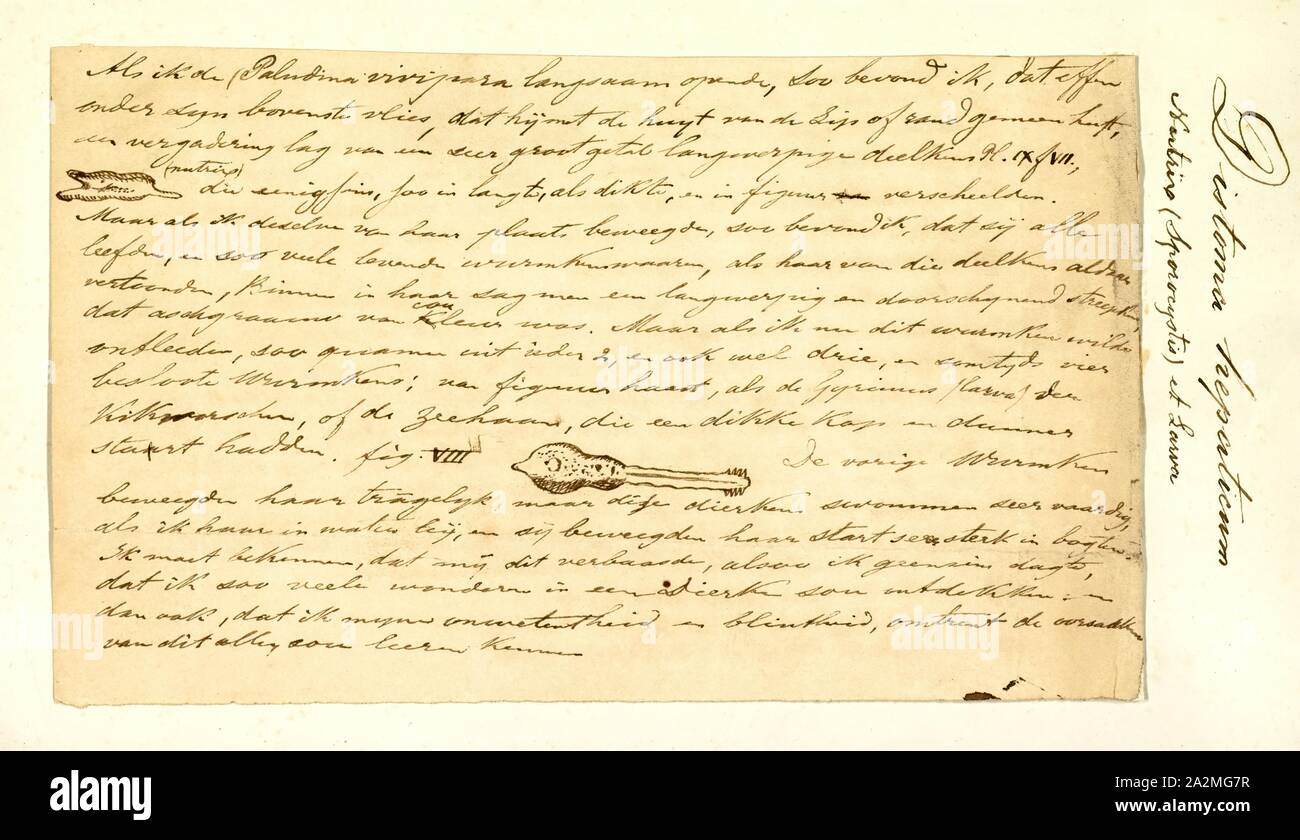 Distoma hepaticum, Print, Trematodes, Fluke Worms, Distoma Hepaticum Or ...