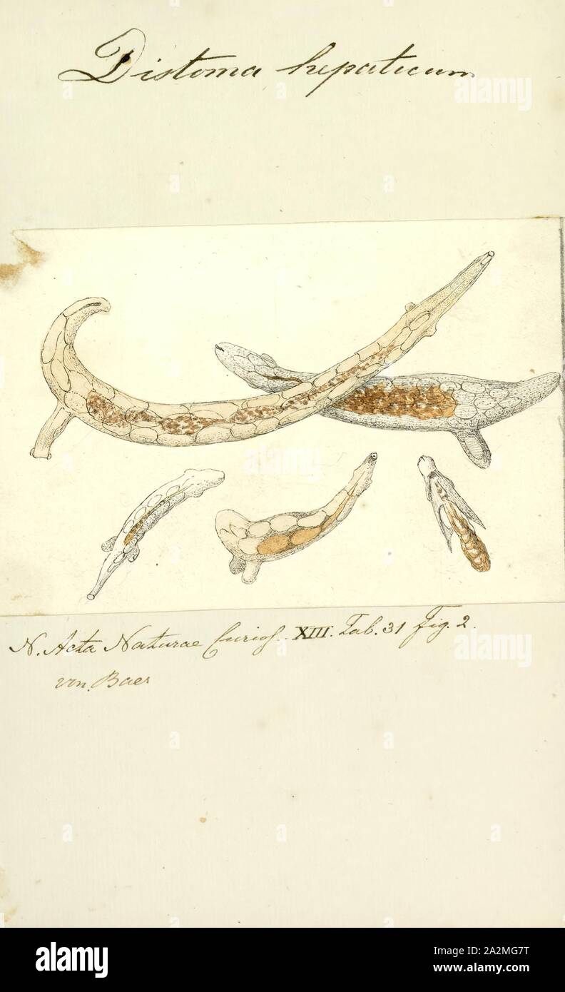 Distoma hepaticum, Print, Trematodes, Fluke Worms, Distoma Hepaticum Or ...