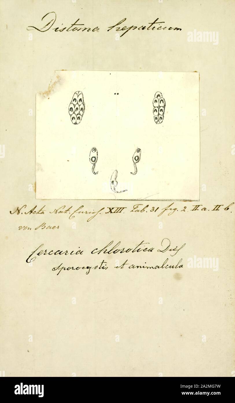 Distoma hepaticum, Print, Trematodes, Fluke Worms, Distoma Hepaticum Or ...