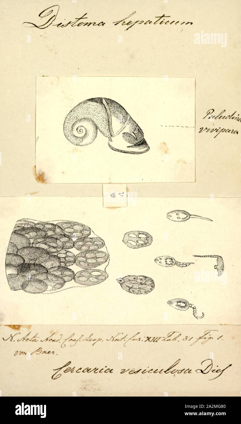 Distoma hepaticum, Print, Trematodes, Fluke Worms, Distoma Hepaticum Or ...