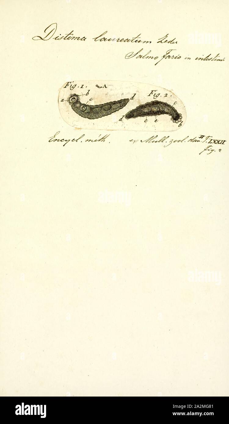 Distoma laureatum, Print, Trematodes, Fluke Worms, Distoma Hepaticum Or ...