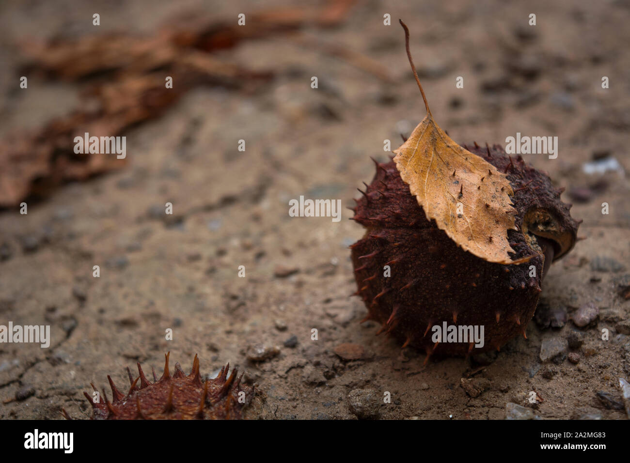 Orange chestnut hi-res stock photography and images - Alamy