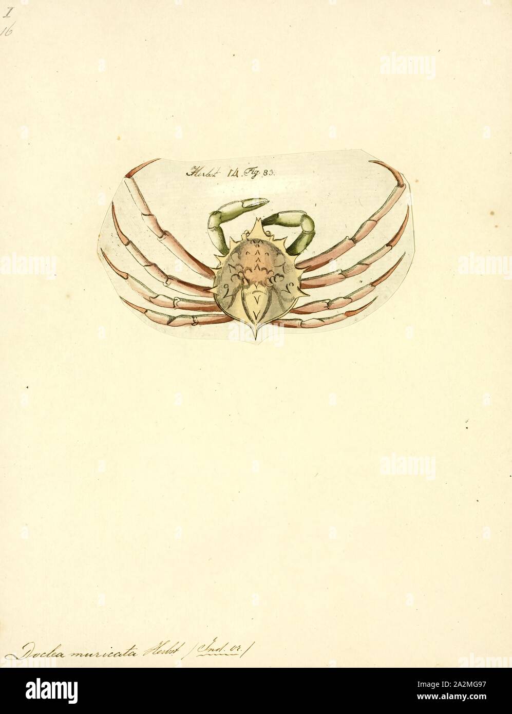 Doclea muricata, Print Stock Photo - Alamy