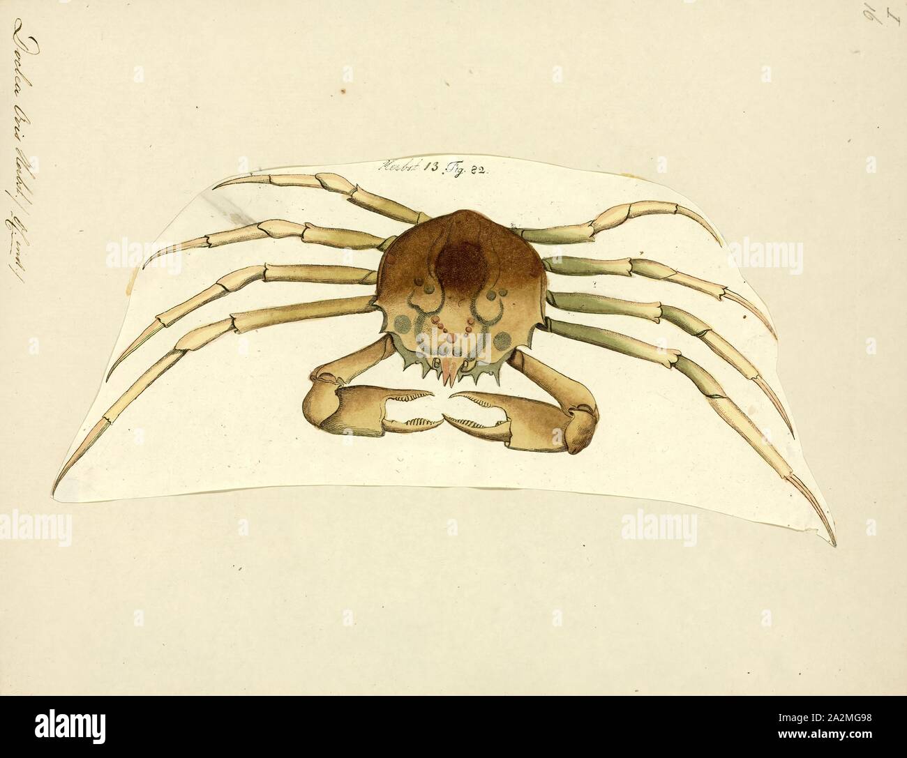 Doclea ovis hi-res stock photography and images - Alamy