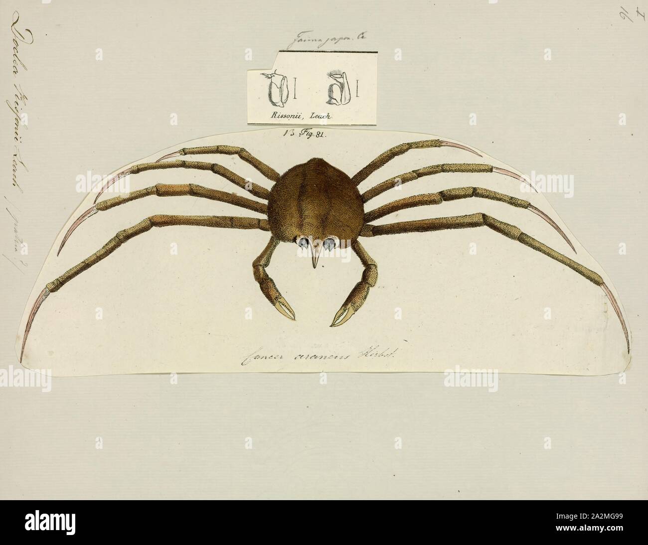 Doclea rissonii, Print Stock Photo - Alamy