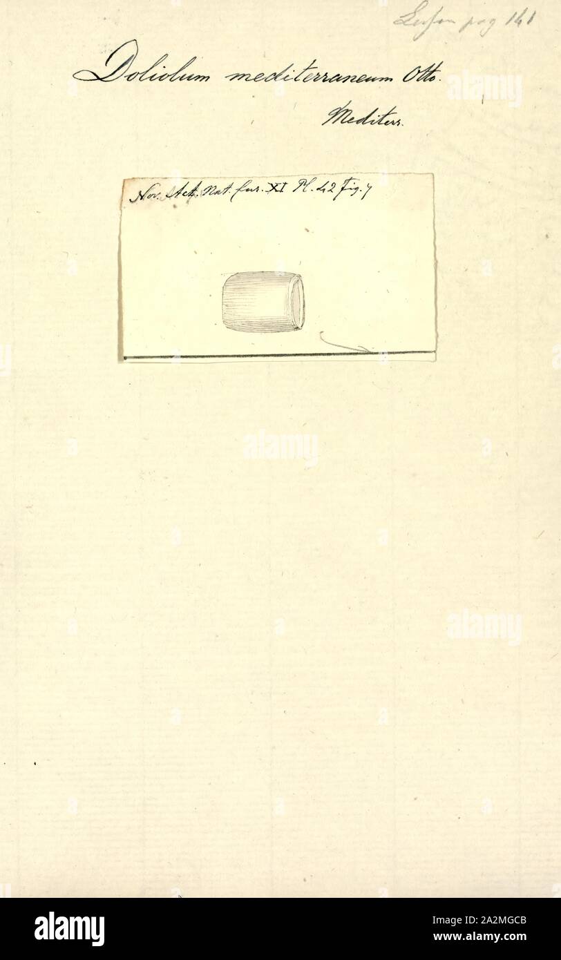 Doliolum mediterraneum hi-res stock photography and images - Alamy