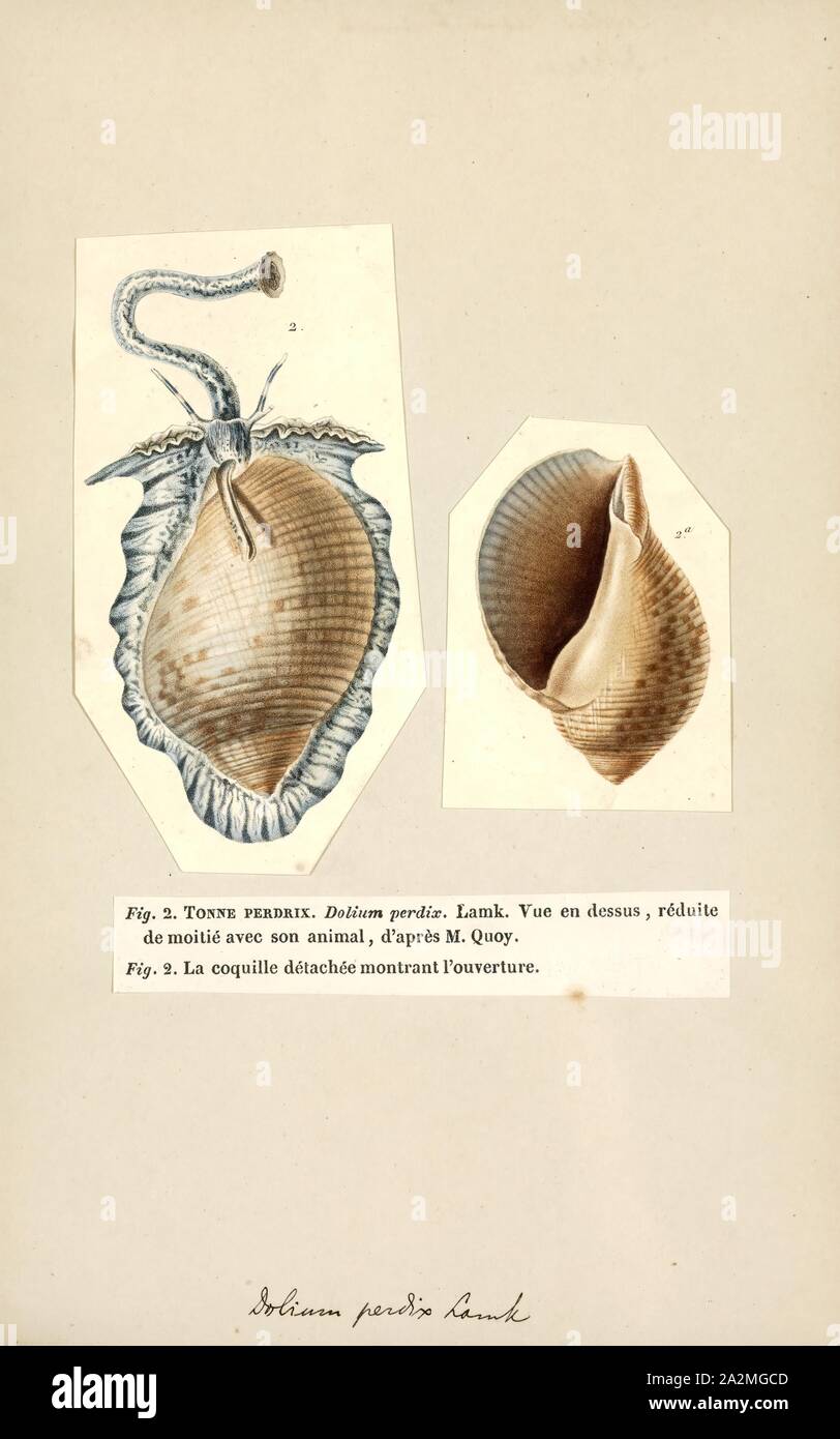 Dolium hi-res stock photography and images - Alamy