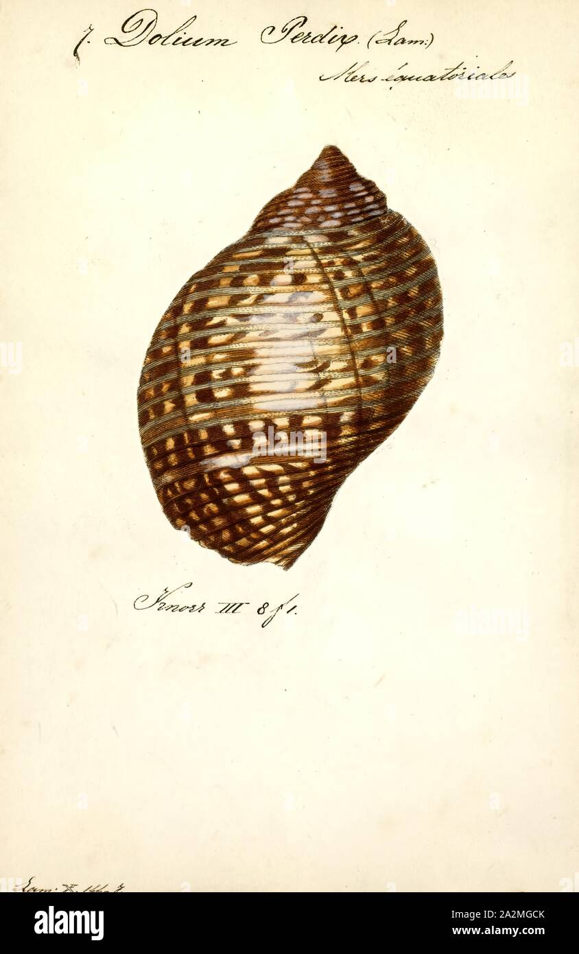 Dolium perdix hi-res stock photography and images - Alamy