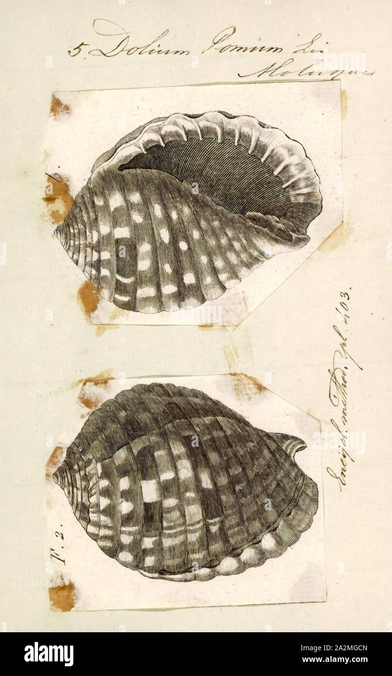 Dolium hi-res stock photography and images - Alamy