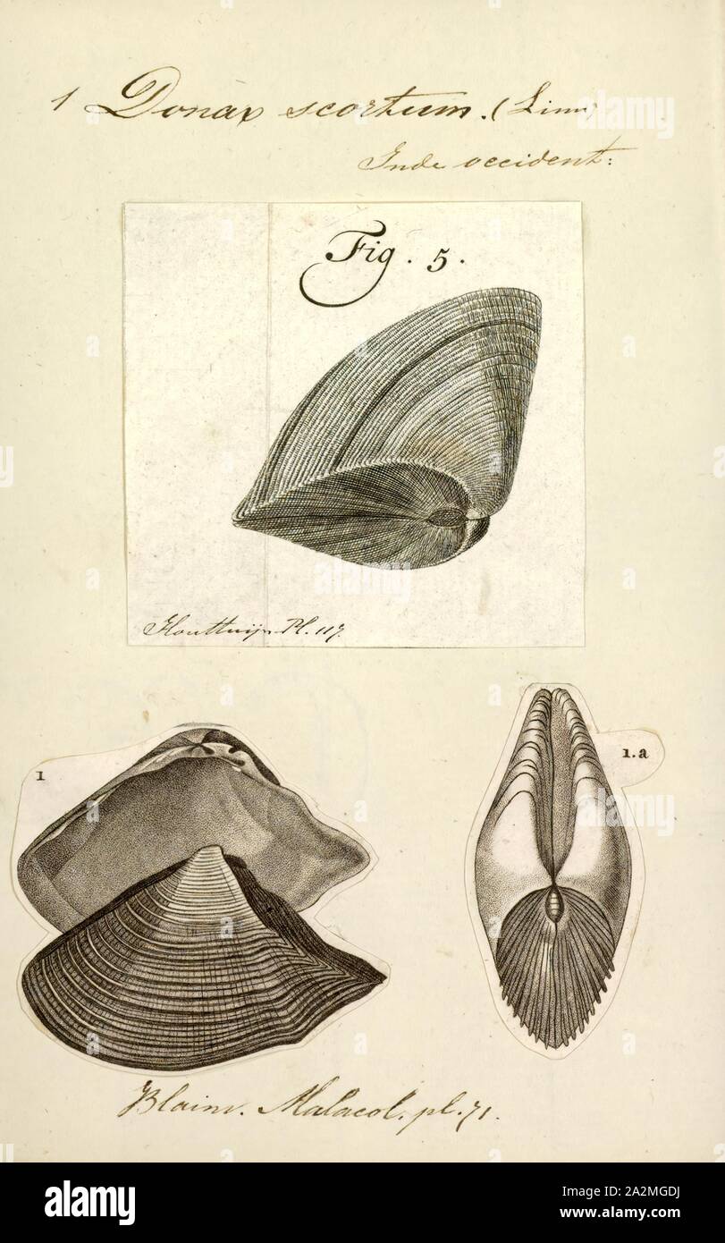 Scortum hi-res stock photography and images - Alamy