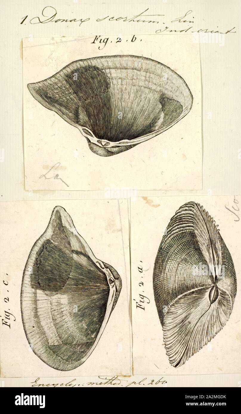 Scortum hi-res stock photography and images - Alamy