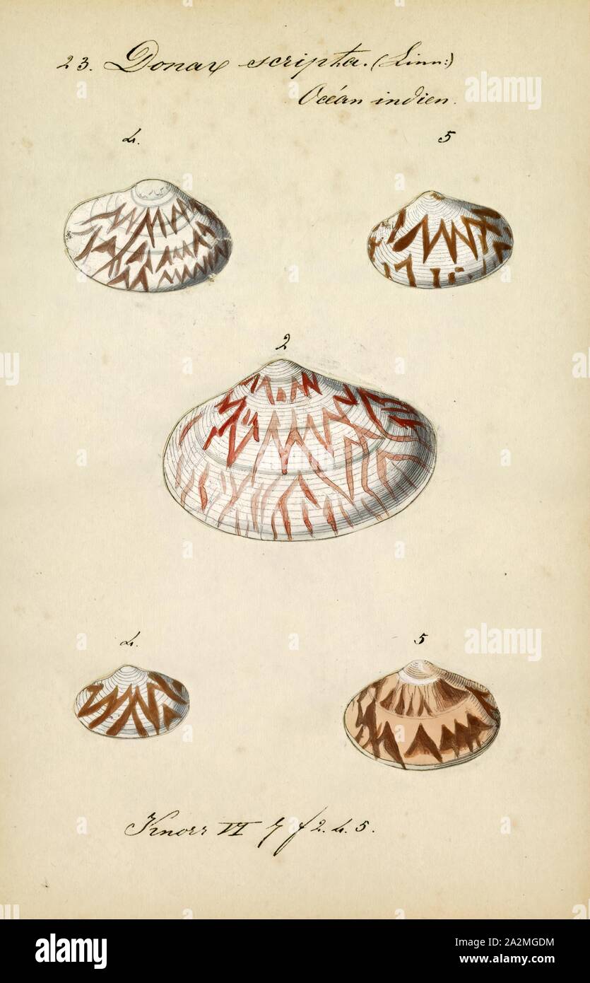 Donax scripta hi-res stock photography and images - Alamy