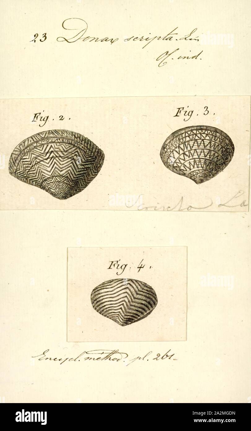 Donax scripta hi-res stock photography and images - Alamy