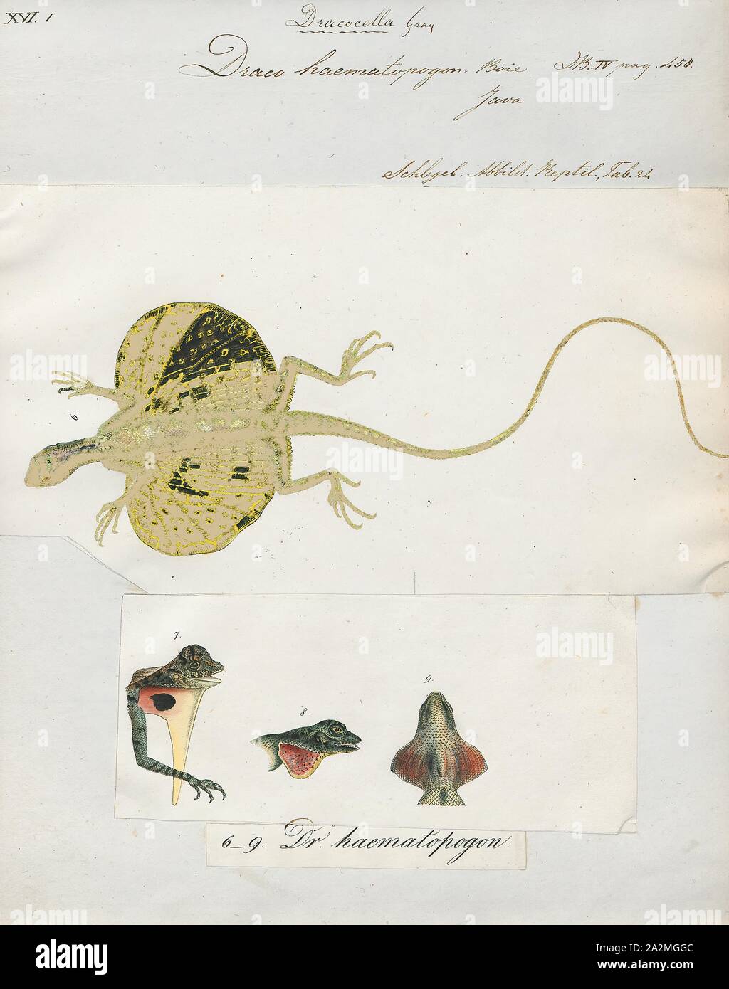 Draco haematopogon, Print, Red barbed Flying Dragon, 1700-1880 Stock ...