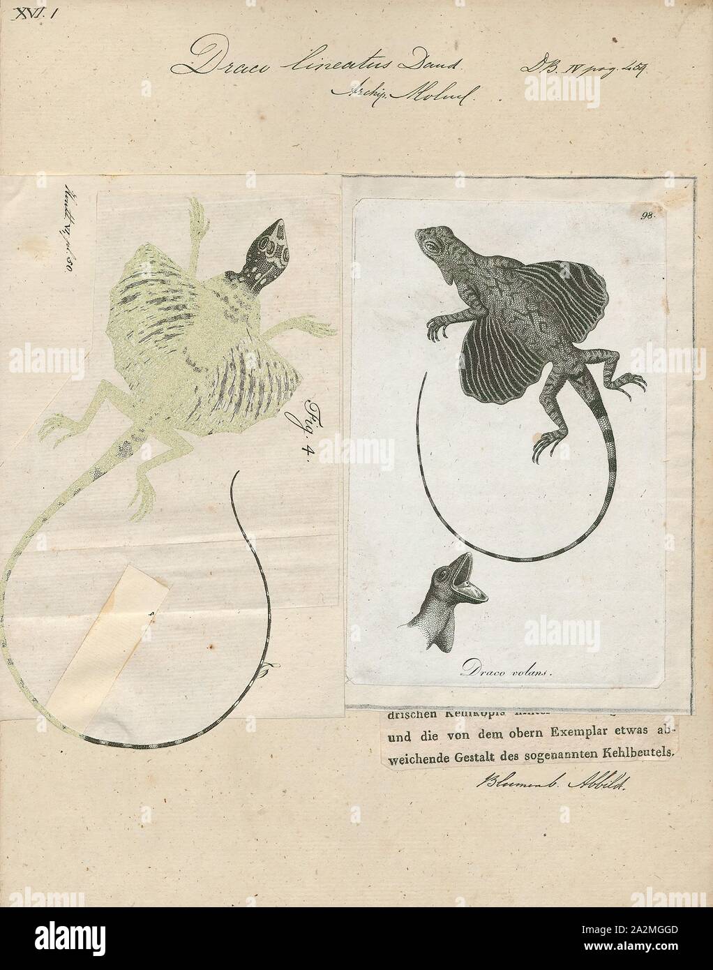 Draco lineatus, Print, Lined Flying Dragon, 1700-1880 Stock Photo - Alamy