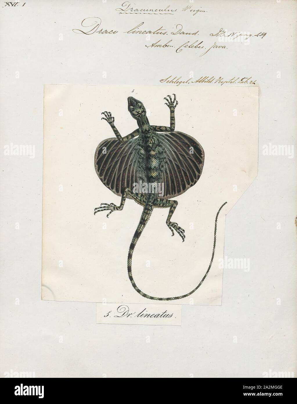 Draco lineatus, Print, Lined Flying Dragon, 1700-1880 Stock Photo - Alamy