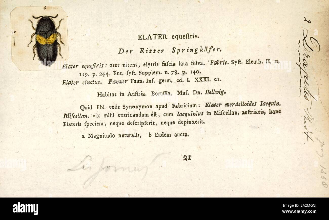 Drapetes drapetes hi-res stock photography and images - Alamy