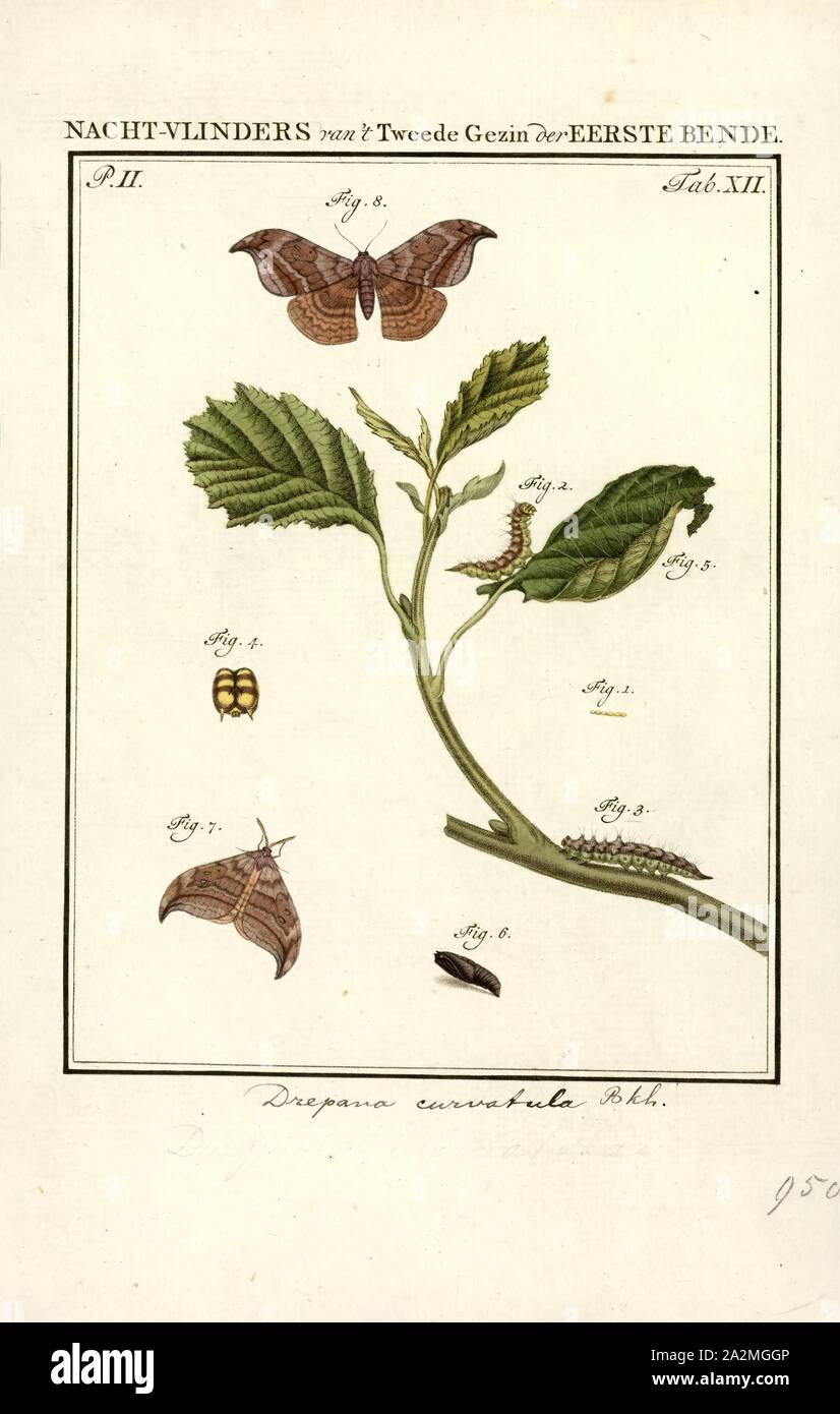 Drepana hi-res stock photography and images - Alamy