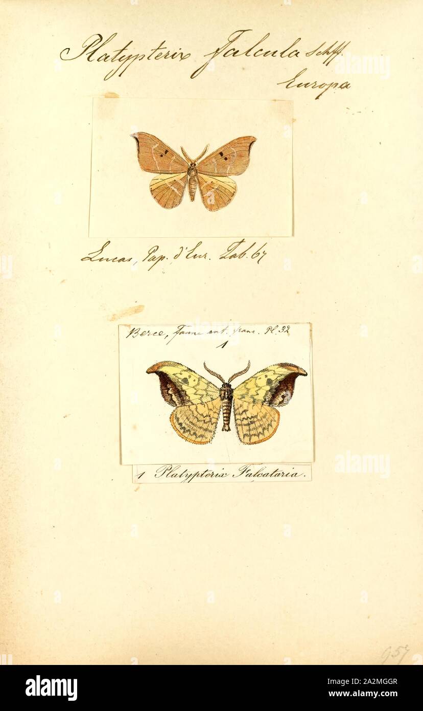 Drepana hi-res stock photography and images - Alamy