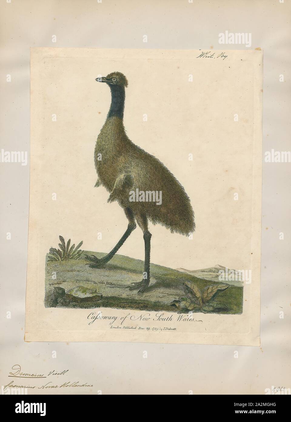 Ratite present hi-res stock photography and images - Alamy