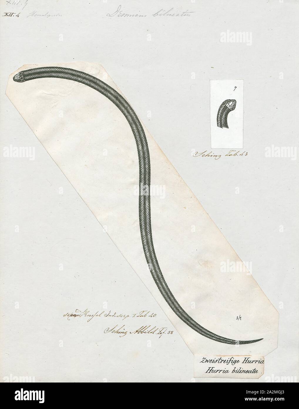 Genus alsophis hi-res stock photography and images - Alamy