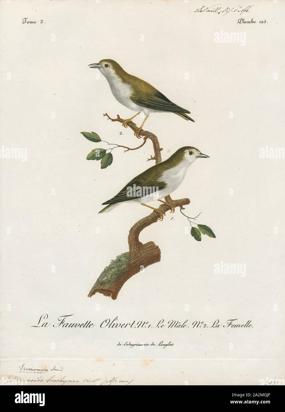 Drymoica brachyura, Print, 1796-1808 Stock Photo - Alamy