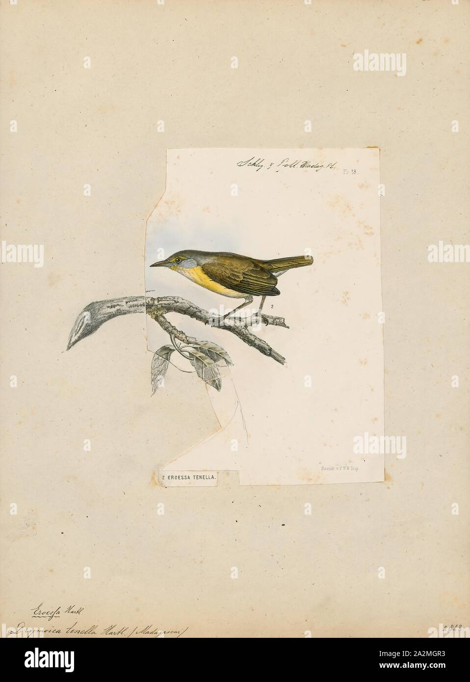 Tenella hi-res stock photography and images - Alamy