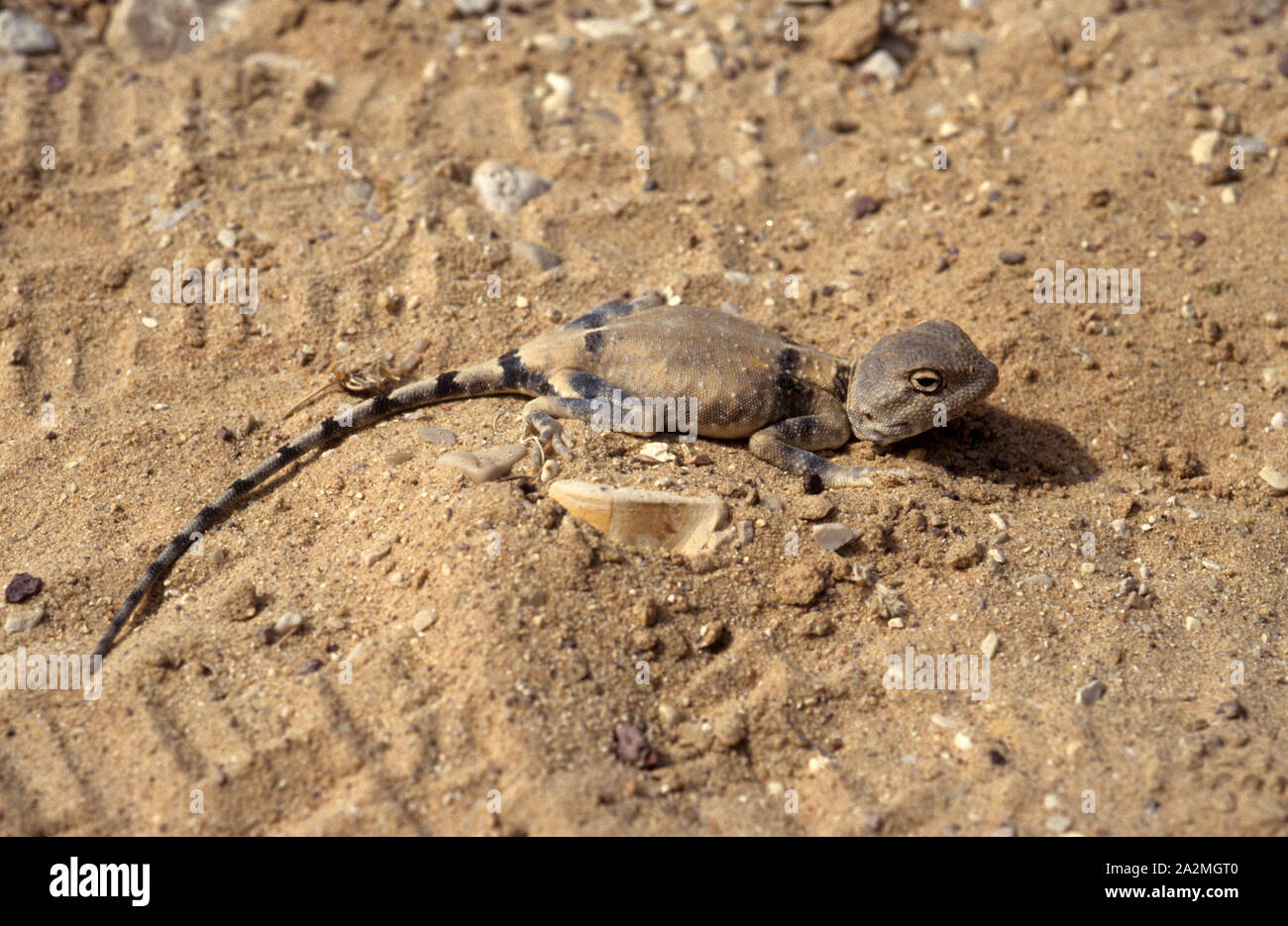 Trapelus pallidus agnetae hi-res stock photography and images - Alamy
