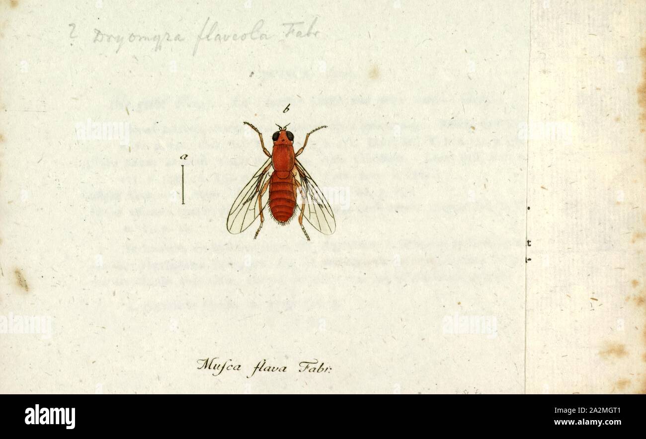 Dryomyza, Print, Dryomyza is a genus of flies from the family ...