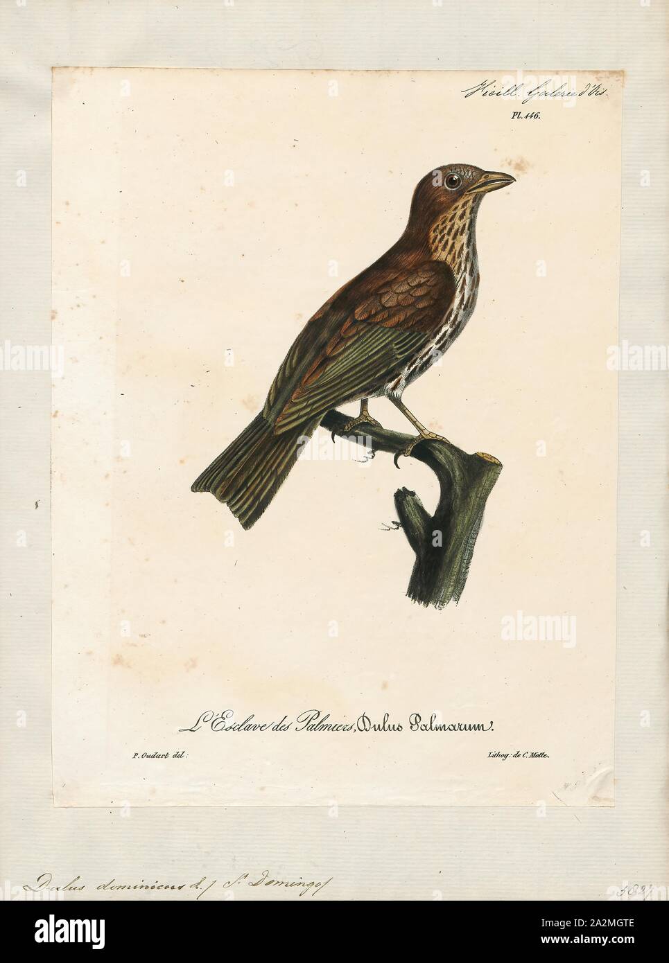 Palmchat bird hi-res stock photography and images - Alamy