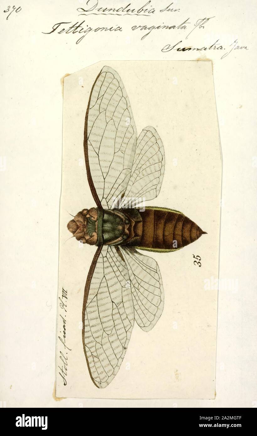 Hemiptera hi-res stock photography and images - Alamy