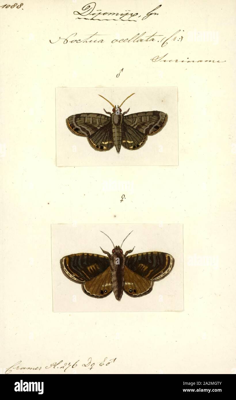 Dyops, Print, Dyops is a genus of moths of the family Noctuidae Stock ...