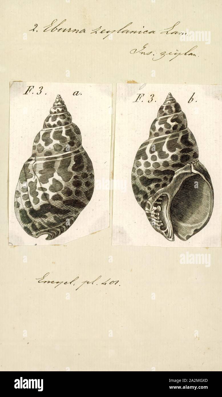 Eburna zeylanica hi-res stock photography and images - Alamy