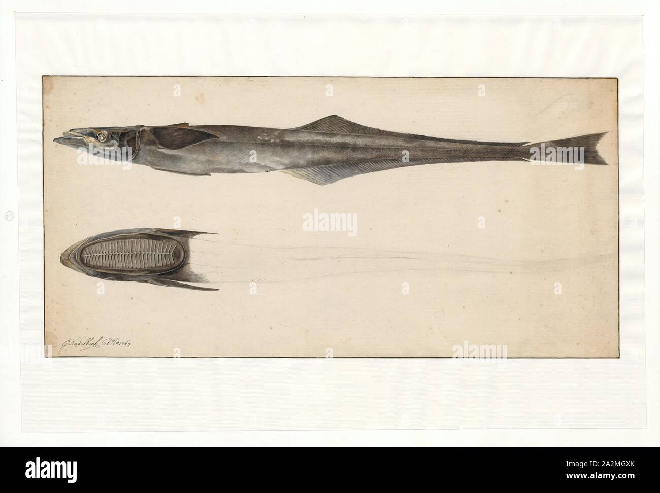 Slender sharksucker echeneis naucrates hi-res stock photography and ...