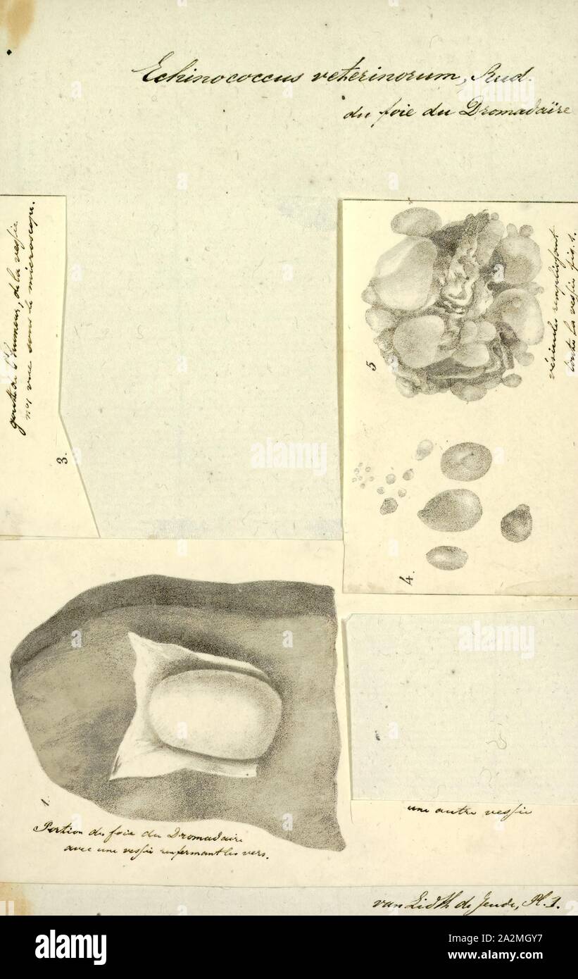 Echinococcus veterinorum, Print, The genus Echinococcus includes six ...