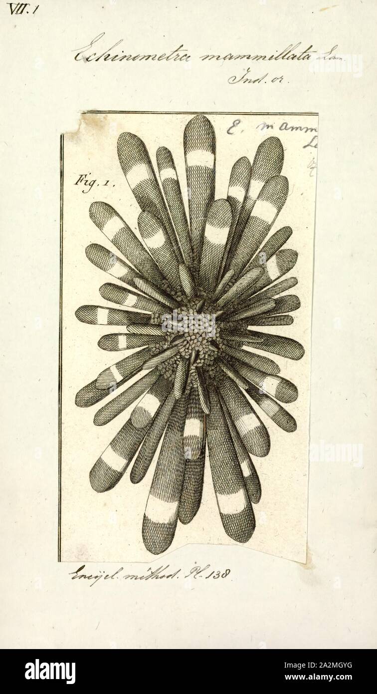 Echinometra mammillata, Print, Echinometra is a genus of sea urchins in ...