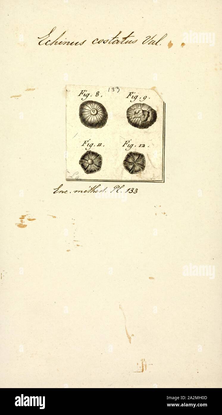 Echinus hi-res stock photography and images - Alamy