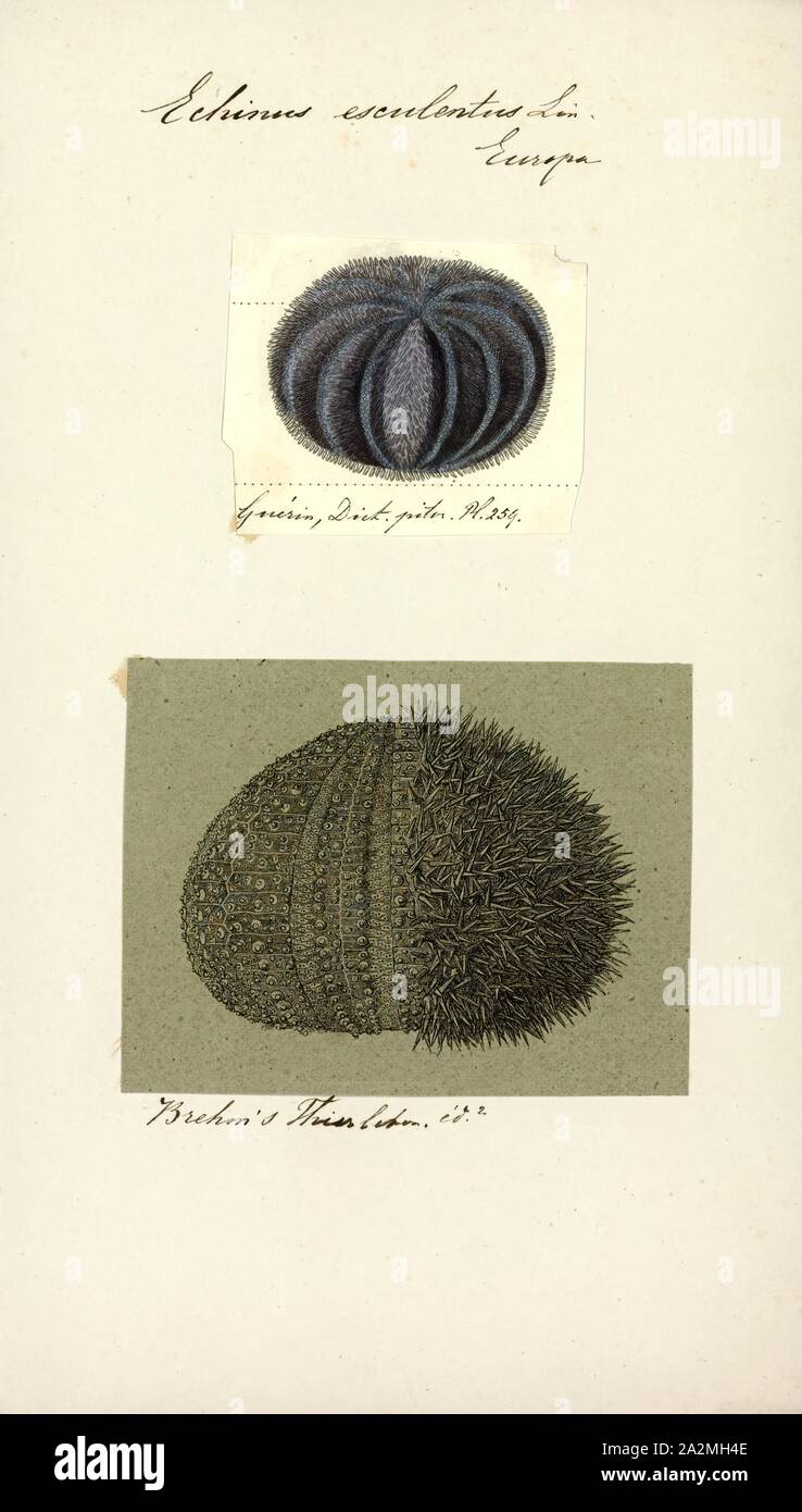 Echinus esculentus, Print, Echinus esculentus, the European edible sea ...