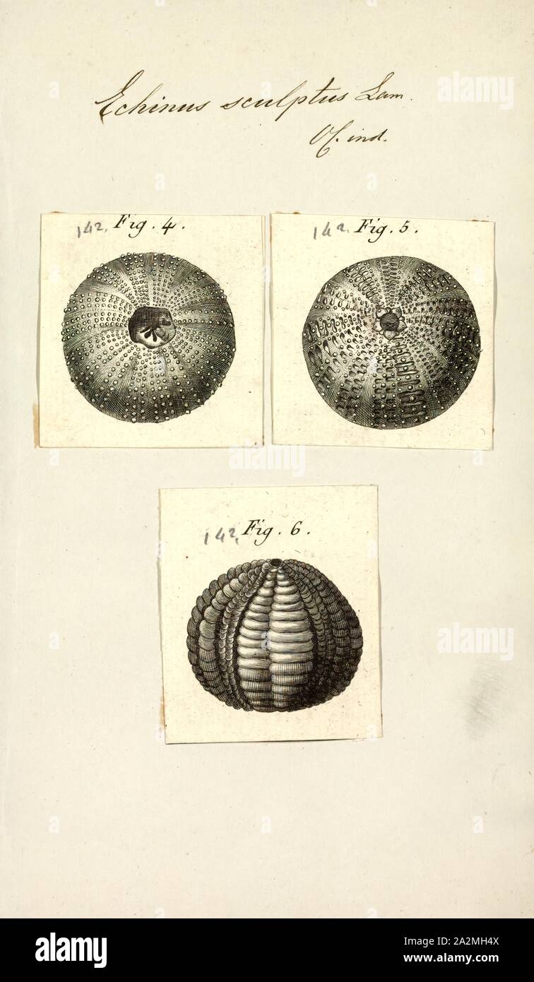 Echinus sculptus, Print Stock Photo - Alamy