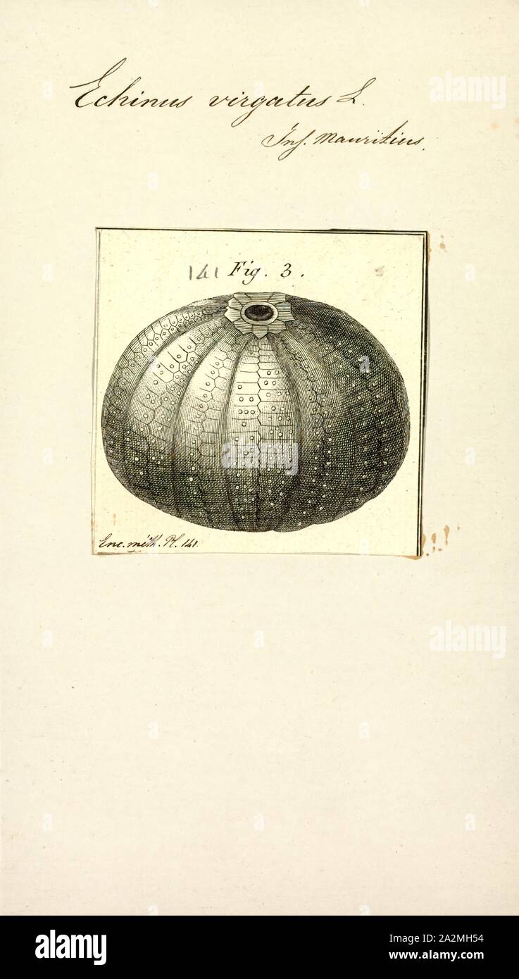 Echinus hi-res stock photography and images - Alamy