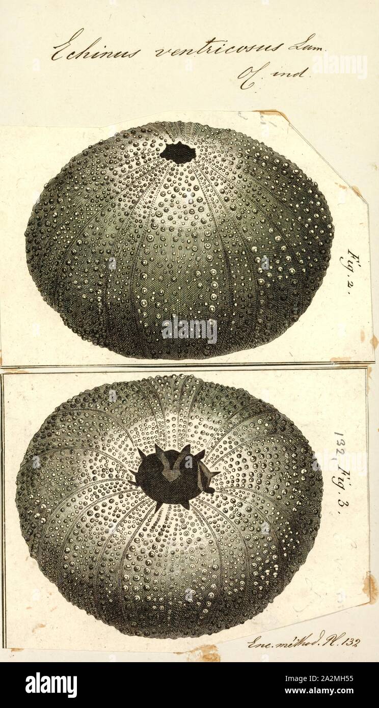 Echinus ventricosus hi-res stock photography and images - Alamy